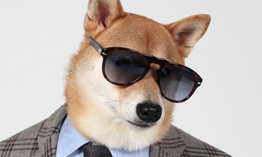 Conoce a los perros más populares de Instagram - JuanBustos